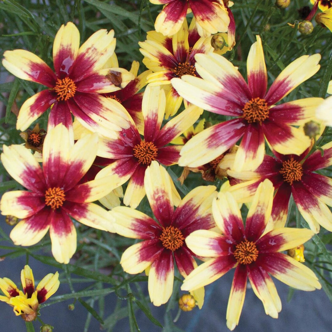 Sun Coreopsis RED CHIFFON Native Red Variegated Tickseed Satin and Lace ...