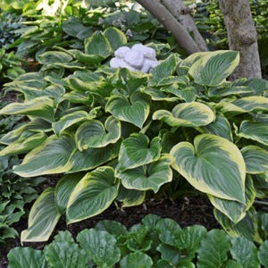 Hosta VICTORY Large Upright Award-winning Big Hosta of the Year 2015 ...