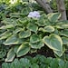 Hosta VICTORY Large Upright Award-winning Big Hosta of the Year 2015 ...