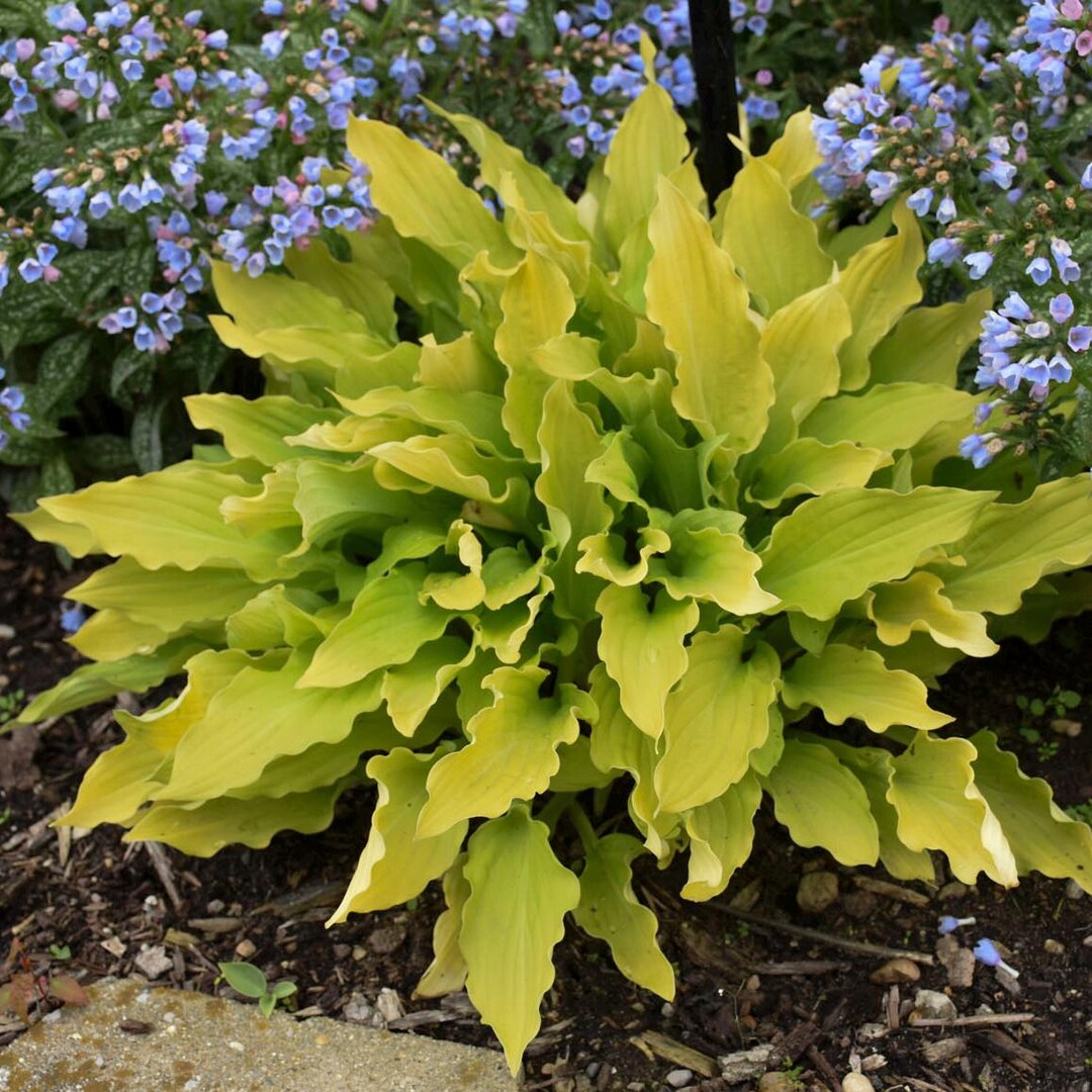 Hosta TIME IN A BOTTLE Small Yellow Gold Flowers Fast Wavy Rippled New ...