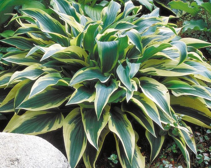 Hosta WOLVERINE Medium Thick Wedge Shaped Shiny Leaves Rare Seldom Seen ...