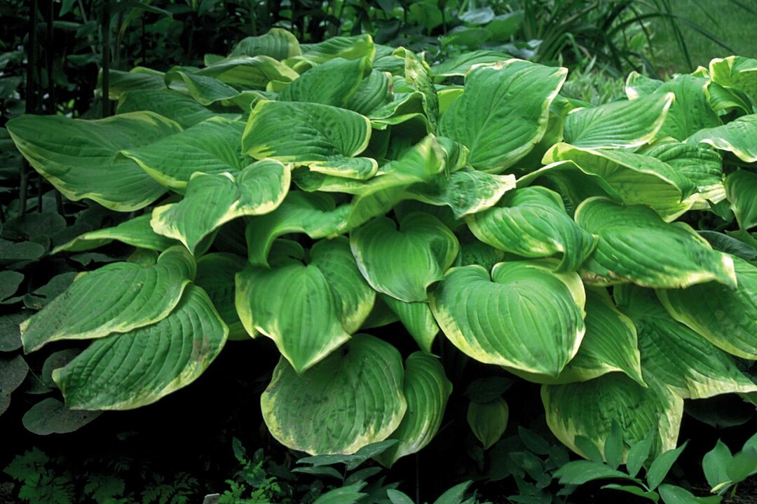 Hosta FRAGRANT BOUQUET Medium Fragrant Fast Dense Blue Ribbon Disease ...
