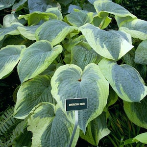 Hosta AMERICAN HALO Large Blue Classic Intense Wavy Thick Corrugated ...