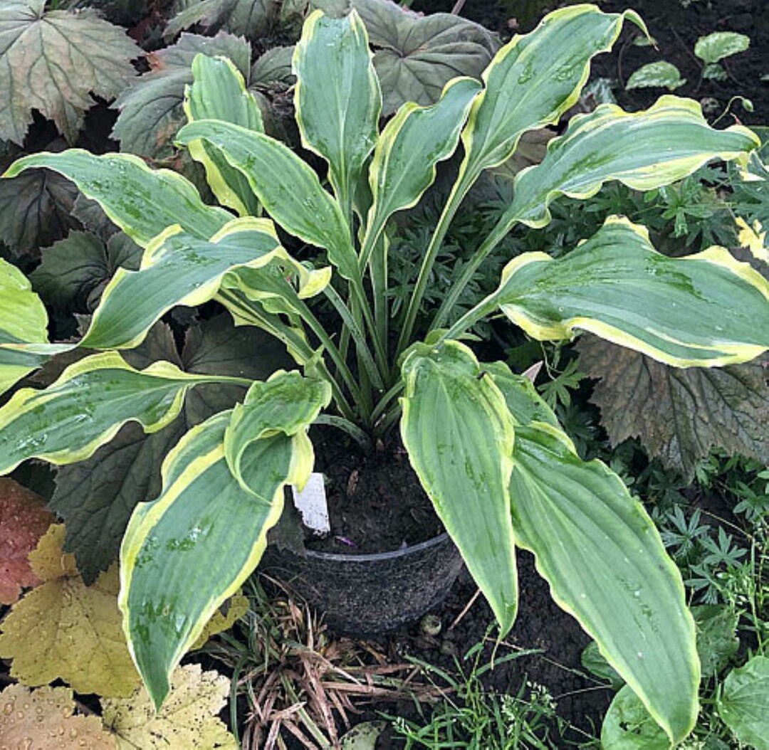 Hosta QUICKSAND Medium New Wavy Shiny Rare Perennial = 1 Potted Garden ...