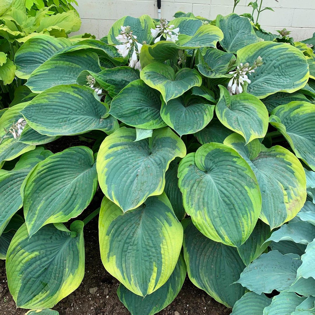 Hosta TERMS OF ENDEARMENT Large New Mr Walter Rare Big Thick Slug ...