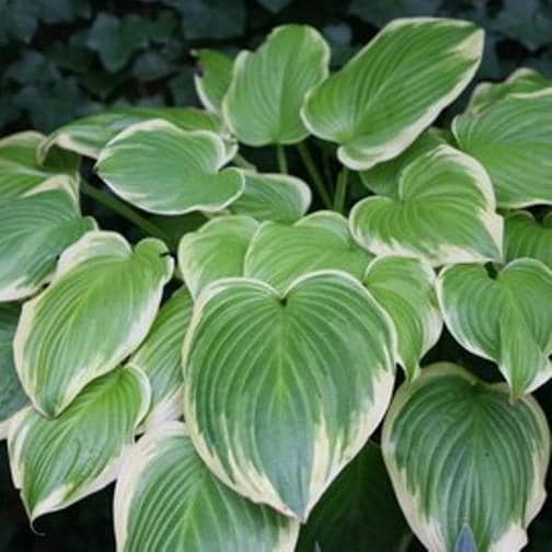 Hosta FRAGRANT BOUQUET Medium Fragrant Fast Dense Blue Ribbon Disease ...