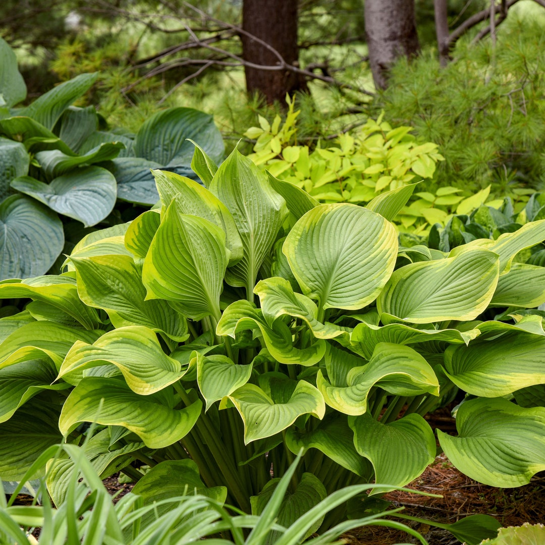 Hosta LONE STAR Large New Upright Green Gold Proven Winners White ...