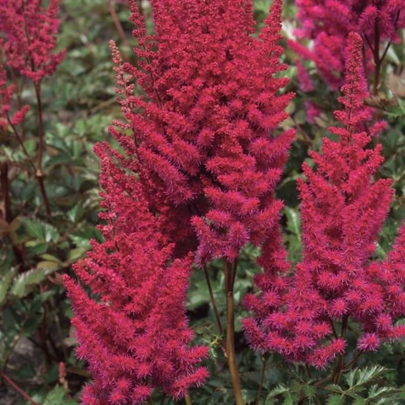 Shade Astilbe LOWLANDS RUBY RED Sun Early Flower Cherry Red False ...