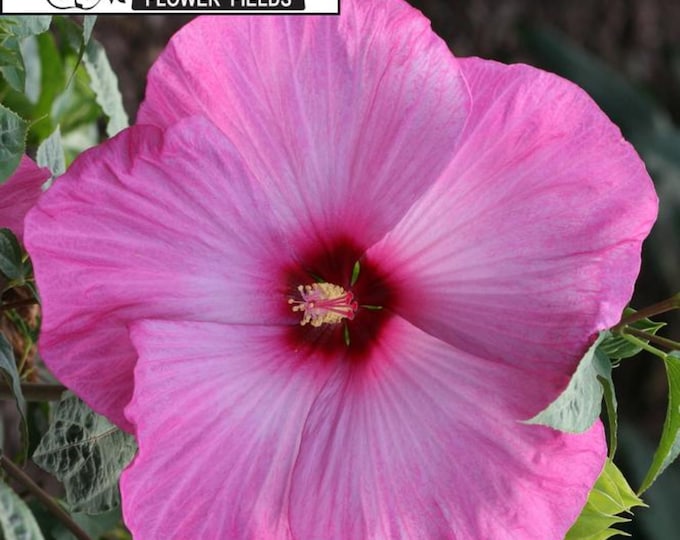 Bush Hibiscus LITTLE PRINCE Shrub Short Compact Glowing Pink Flemmings ...