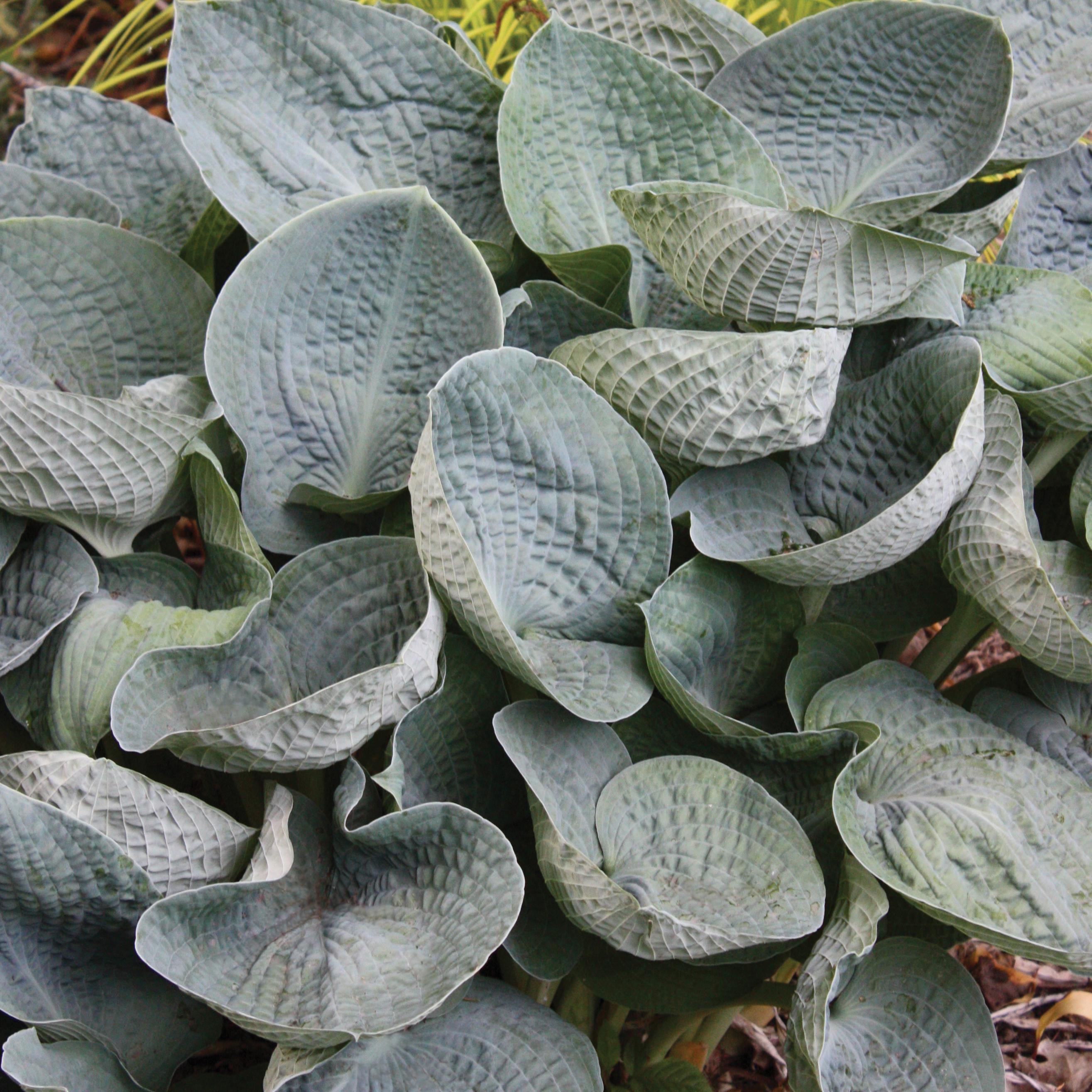 Hosta BIG DADDY Large Blue Classic Slug Resistant Fertile Cupped Thick ...
