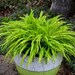 Hosta TRENDSETTER Small [1-pint] Pot Wavy Yellow Colorful Ruffled ...