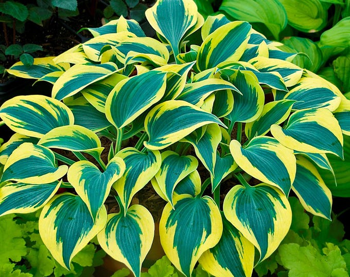 Hosta AUTUMN FROST **dormant** Small Unique Slug Resistant Striking ...