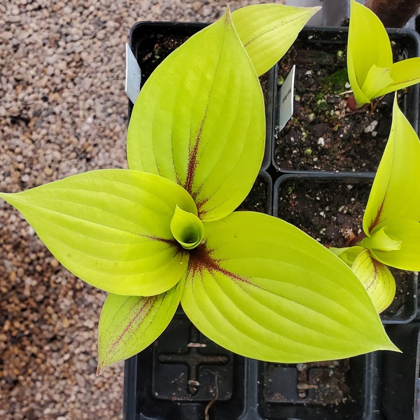 Red Hosta Plants - Etsy