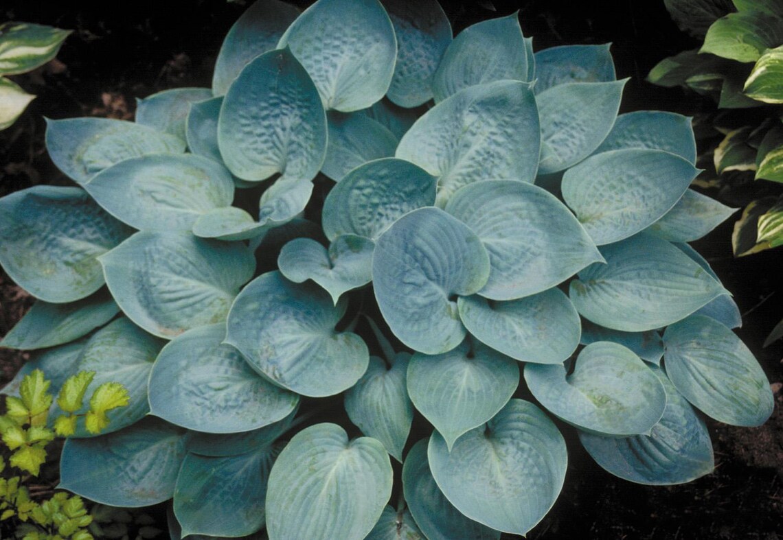 Hosta PRAIRIE SKY Small Very Blue Thick Slug Resistant Cupped Rounded ...