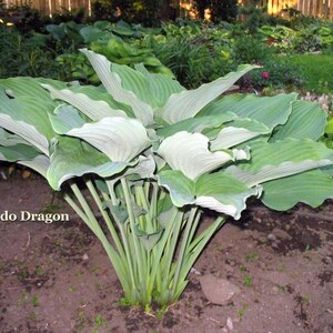 Hosta KOMODO DRAGON Large Thick Giant Wavy Rippled Green Upright ...