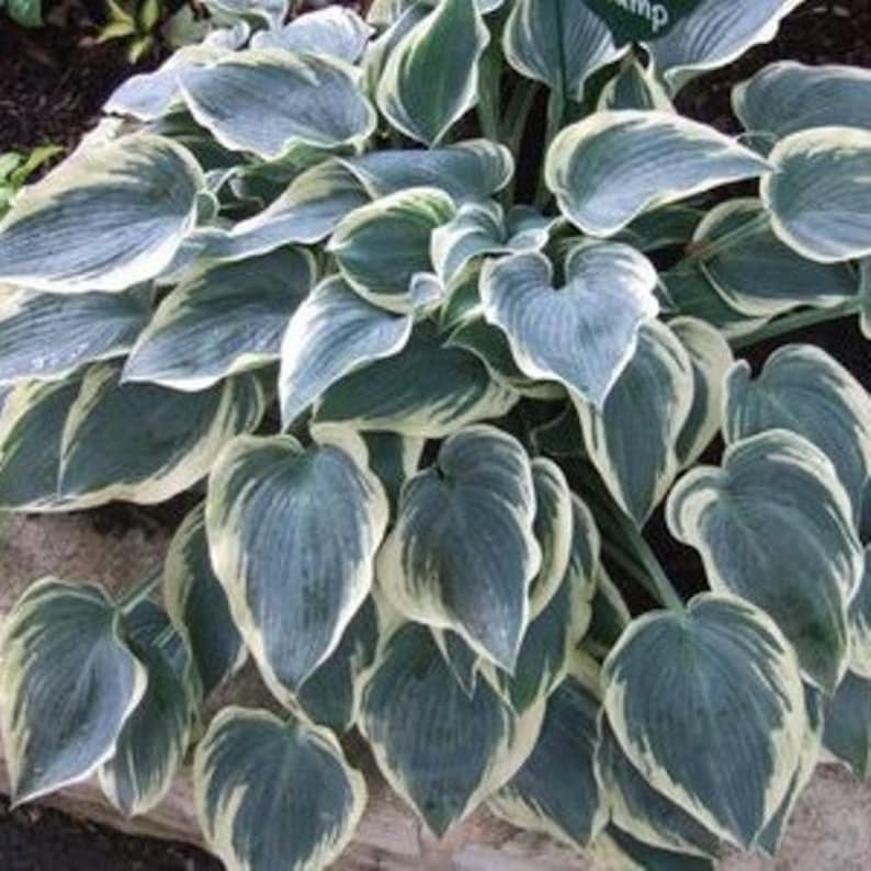 Hosta EL NINO Small New Blue Thick Slug Resistant White Rare Perennial ...