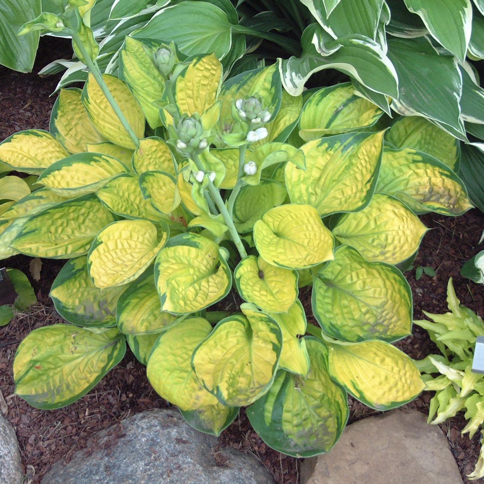 Hosta RAINFOREST SUNRISE Small Hostas of the Year Thick Easy Gold Sale ...