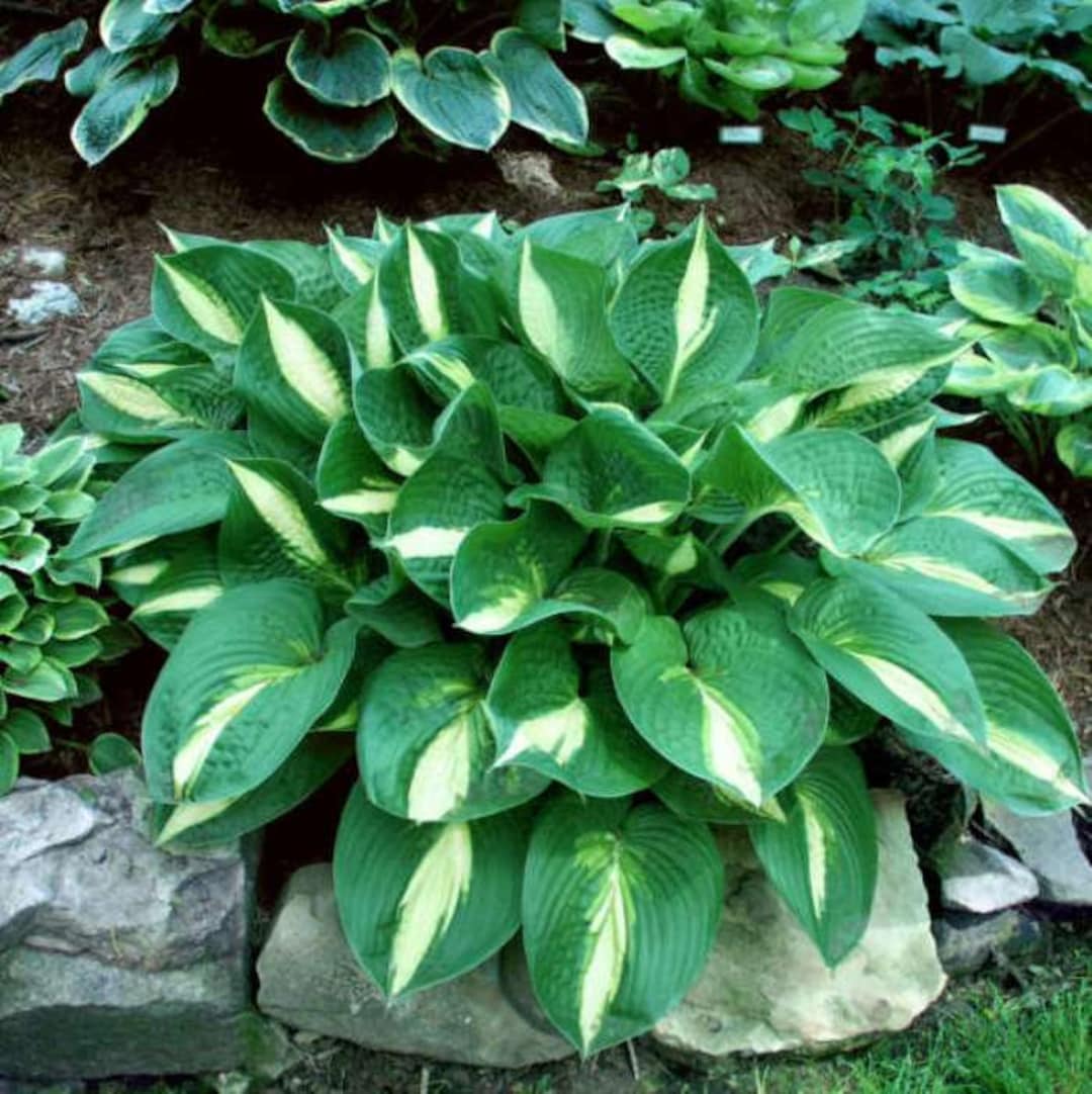 Hosta ANN KULPA Medium Rare Colorful Tricolor Pretty Shiny Rippled ...