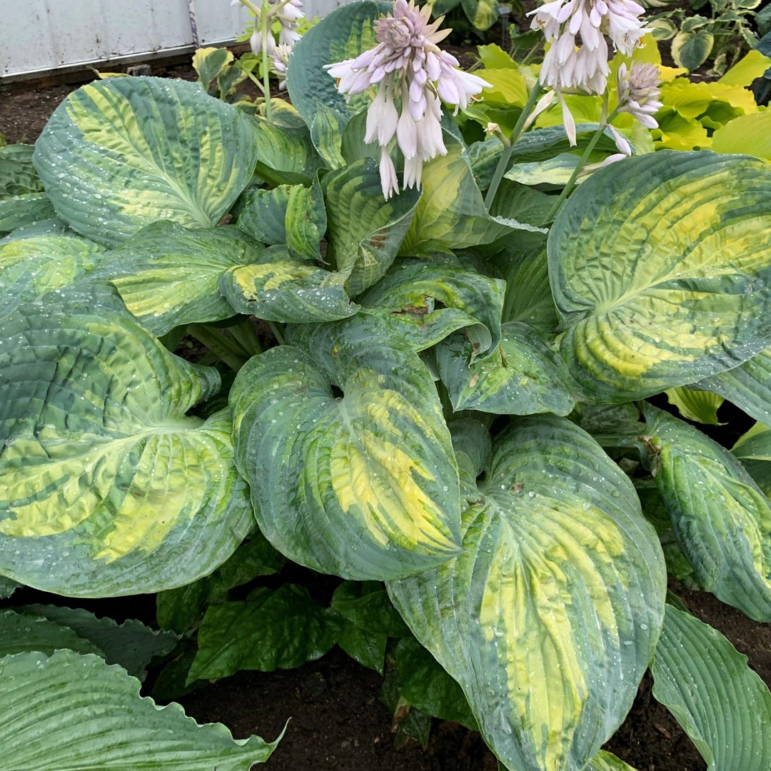 Hosta SOUND OF MUSIC Large Shadowland New White Flowers Rare Thick ...