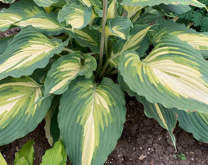 Hosta LOVE STORY Medium Rare New Proven Winners Wavy Ruffled Shade ...