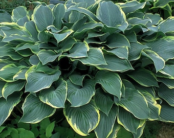 Hosta PARADIGM Large Thick Slug Resistant Beautiful Colorful Hosta of ...