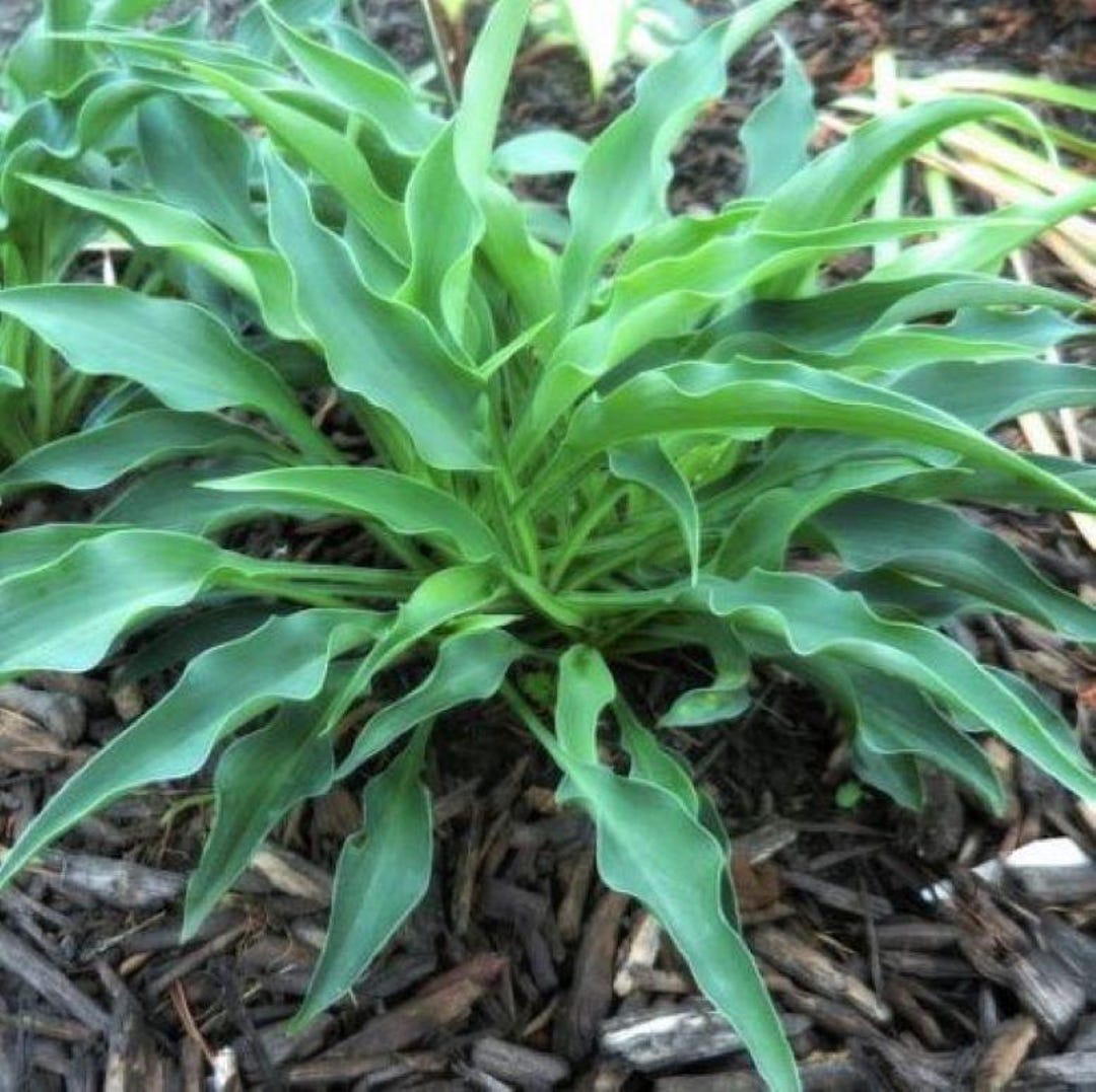 Hosta BRIAR PATCH Small New Wavy Blue Rare Perennial = 1 Potted Garden ...