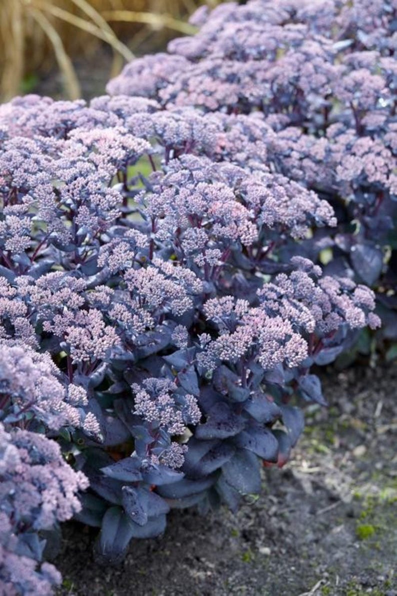 Sun Sedum MOJAVE JEWELS SAPPHIRE **domant** Stonecrop Blue Succulent ...