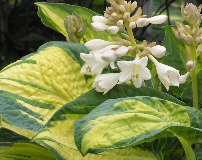 Hosta GREAT EXPECTATIONS Large Classic Thick Popular Elegans Sport Roots Hostas Perennial = 1 ...