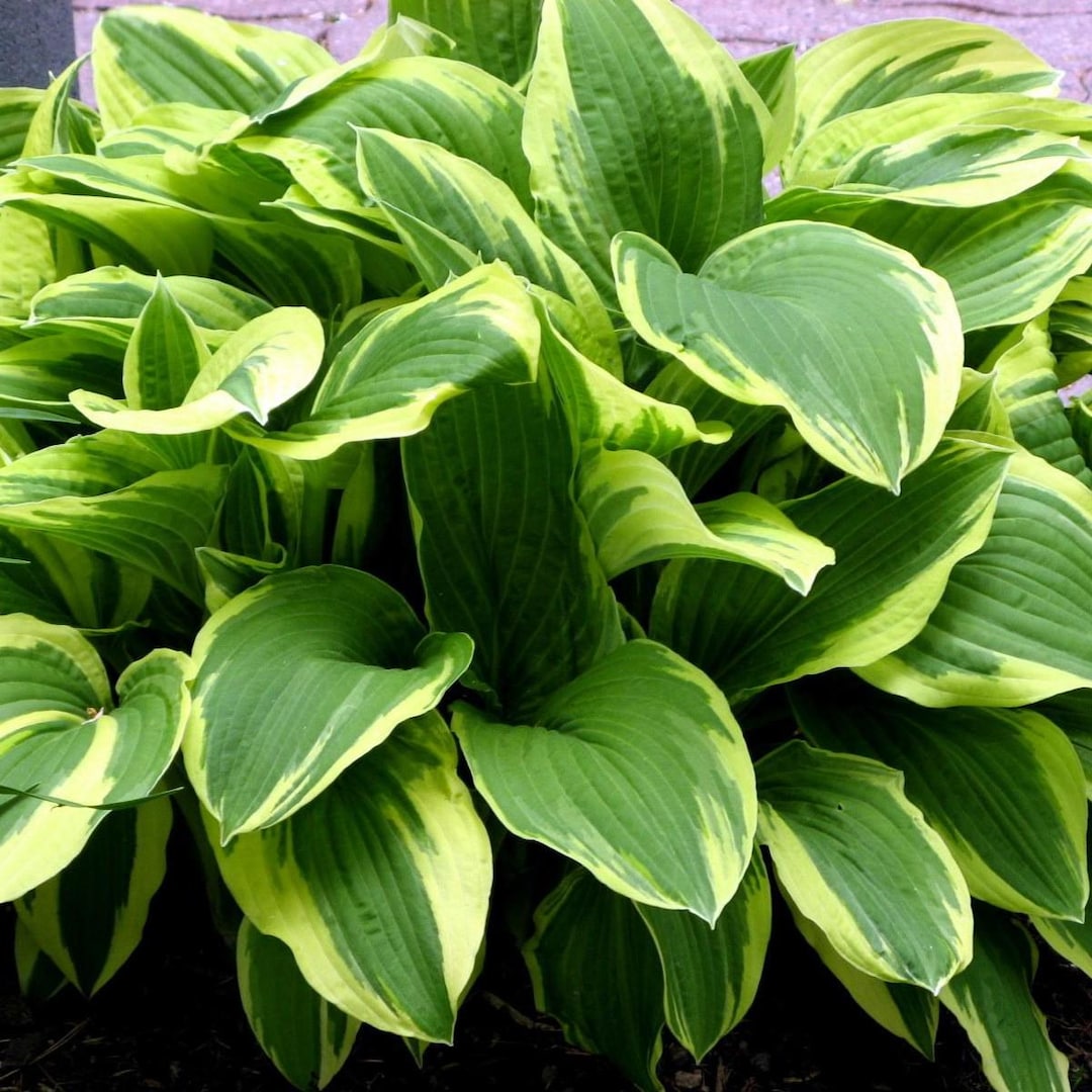 Hosta FRAGRANT DREAM Large Sweet Flowers Seldom Seen Perennial = 1 ...