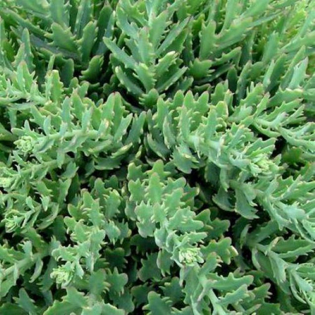 Sun Sedum THUNDERCLOUD Rare Upright Stonecrop Succulent Texture Thick ...