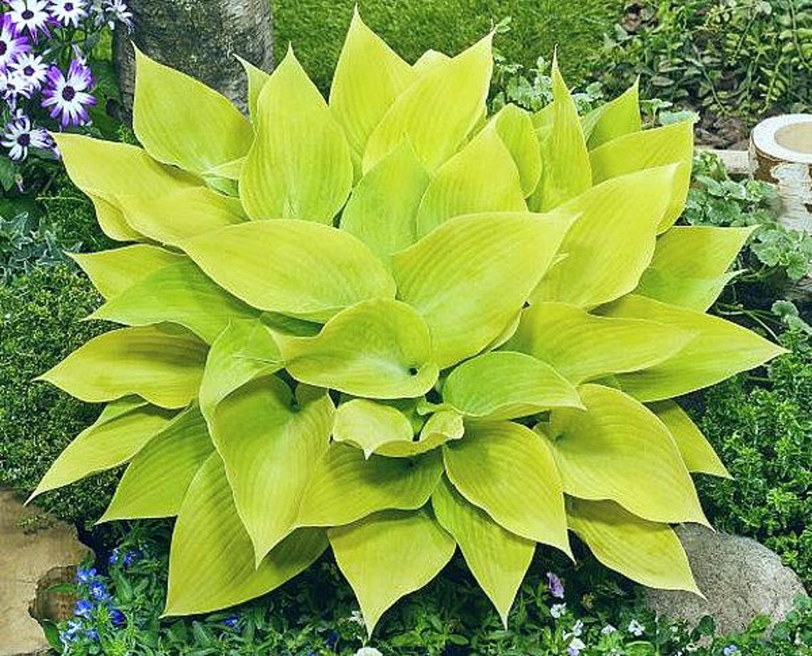 Hosta SUNNY HALCYON Small Yellow Gold Rare New Thick Slug Resistant ...