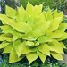 Hosta SUNNY HALCYON Small Yellow Gold Rare New Thick Slug Resistant ...