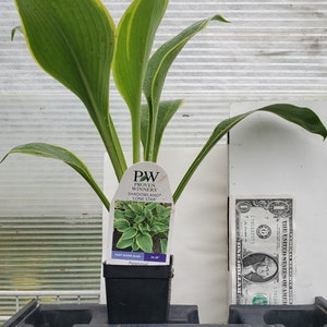 Hosta LONE STAR Large New Upright Green Gold Proven Winners White ...
