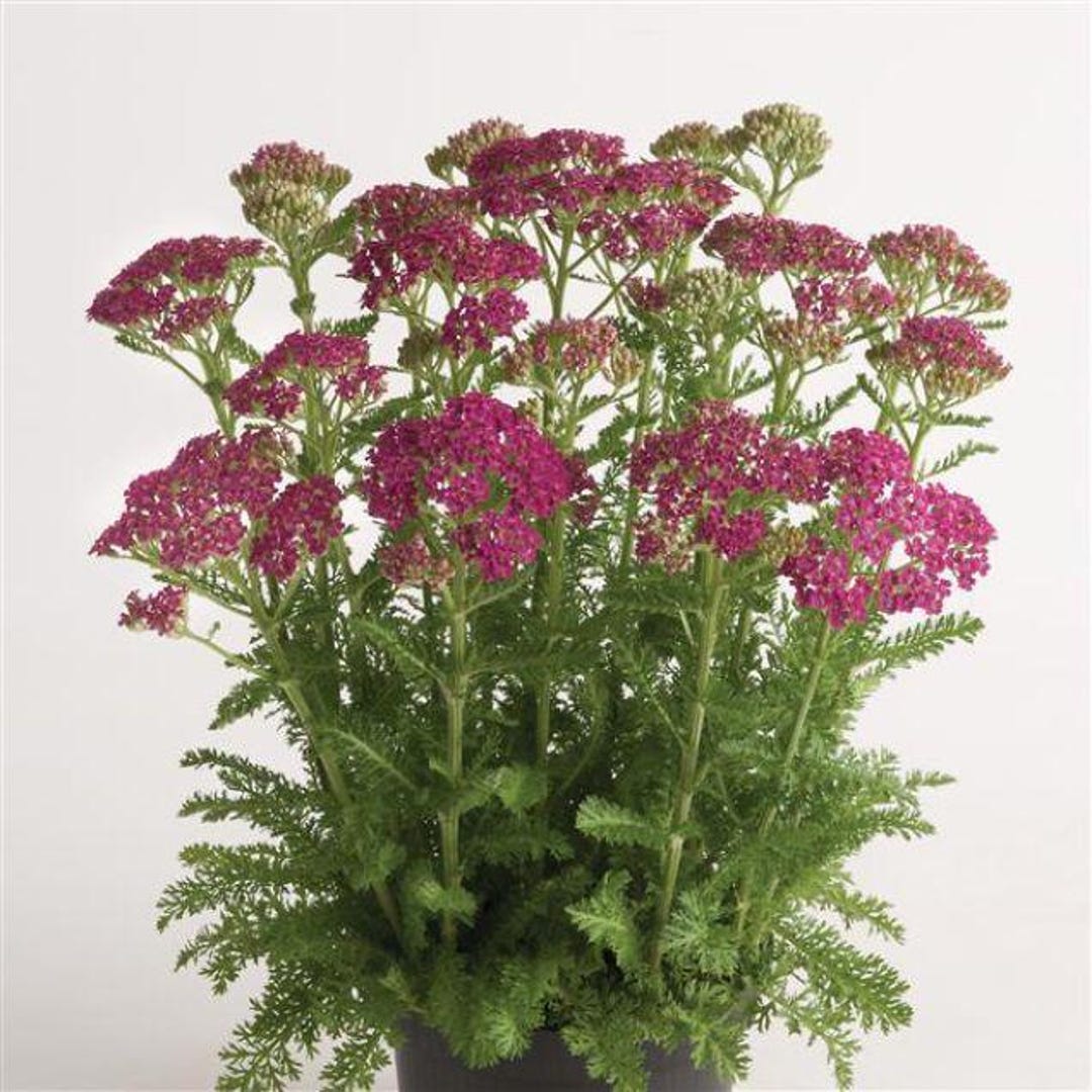 Sun Achillea MILLY ROCK ROSE Pink Compact Yarrow Fast Grandmas Flowers ...