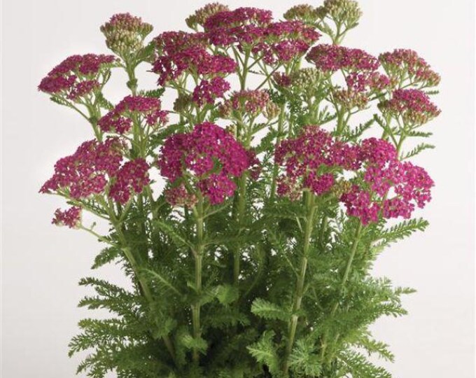 Sun Achillea MILLY ROCK ROSE Pink Compact Yarrow Fast Grandmas Flowers ...