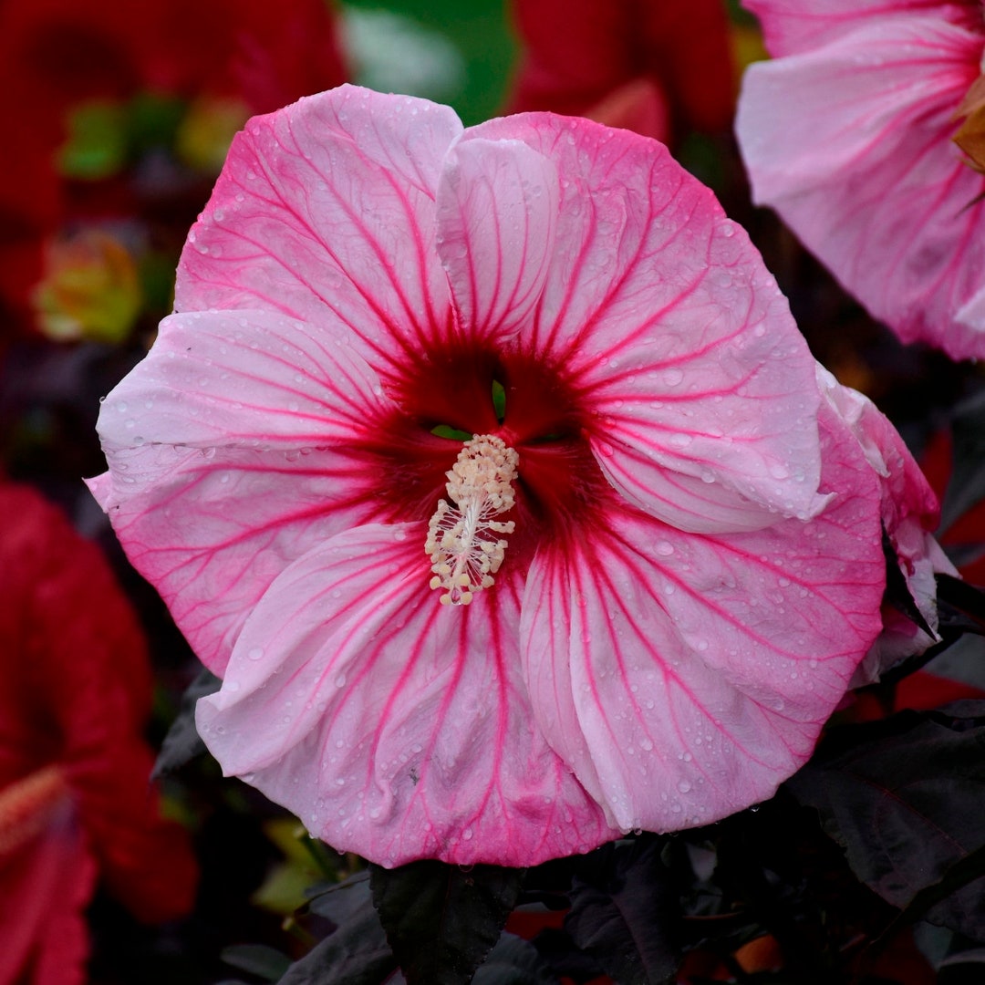 Bush Hibiscus CHERRY CHOCOLATE Shrub Summerific Proven Winners Pink ...