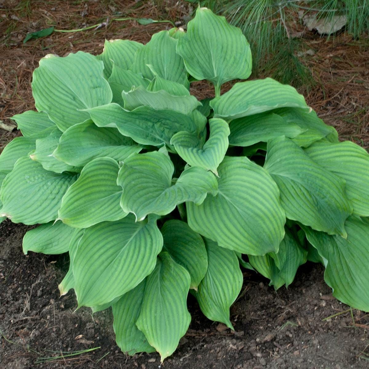 Hosta KOMODO DRAGON Large Thick Giant Wavy Rippled Green Upright ...