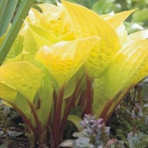 Hosta FIRE ISLAND Small Yellow Red Colorful Flowers Fast Shade Part Sun ...