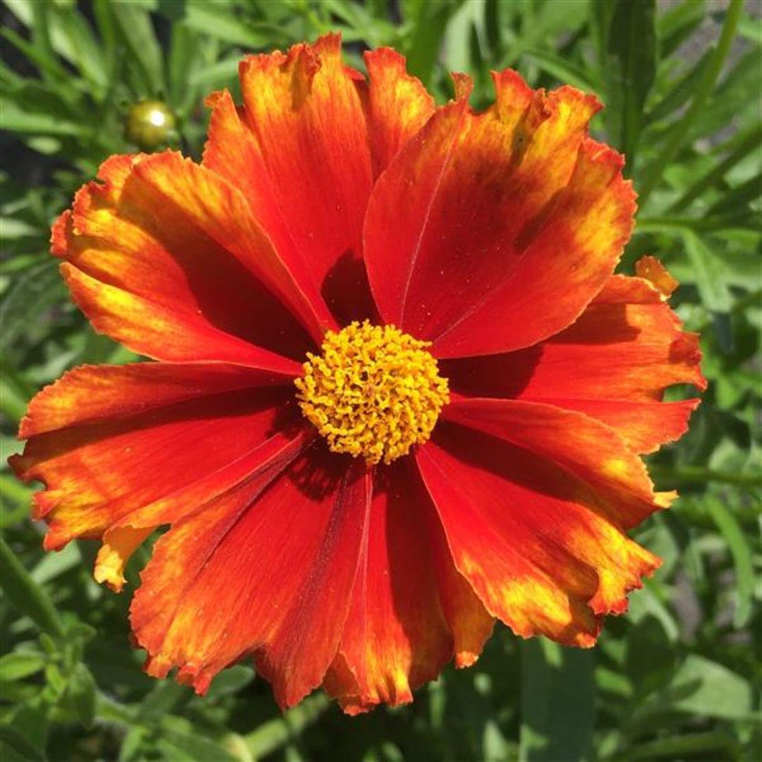 Sun Coreopsis FIREWHEEL Lil Bang Orange Yellow Native Tickseed Hardy ...