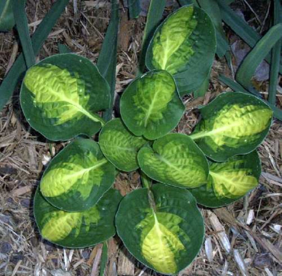 Hosta WARWICK COMET Medium Thick New Cupped Corrugated Colorful Shade ...