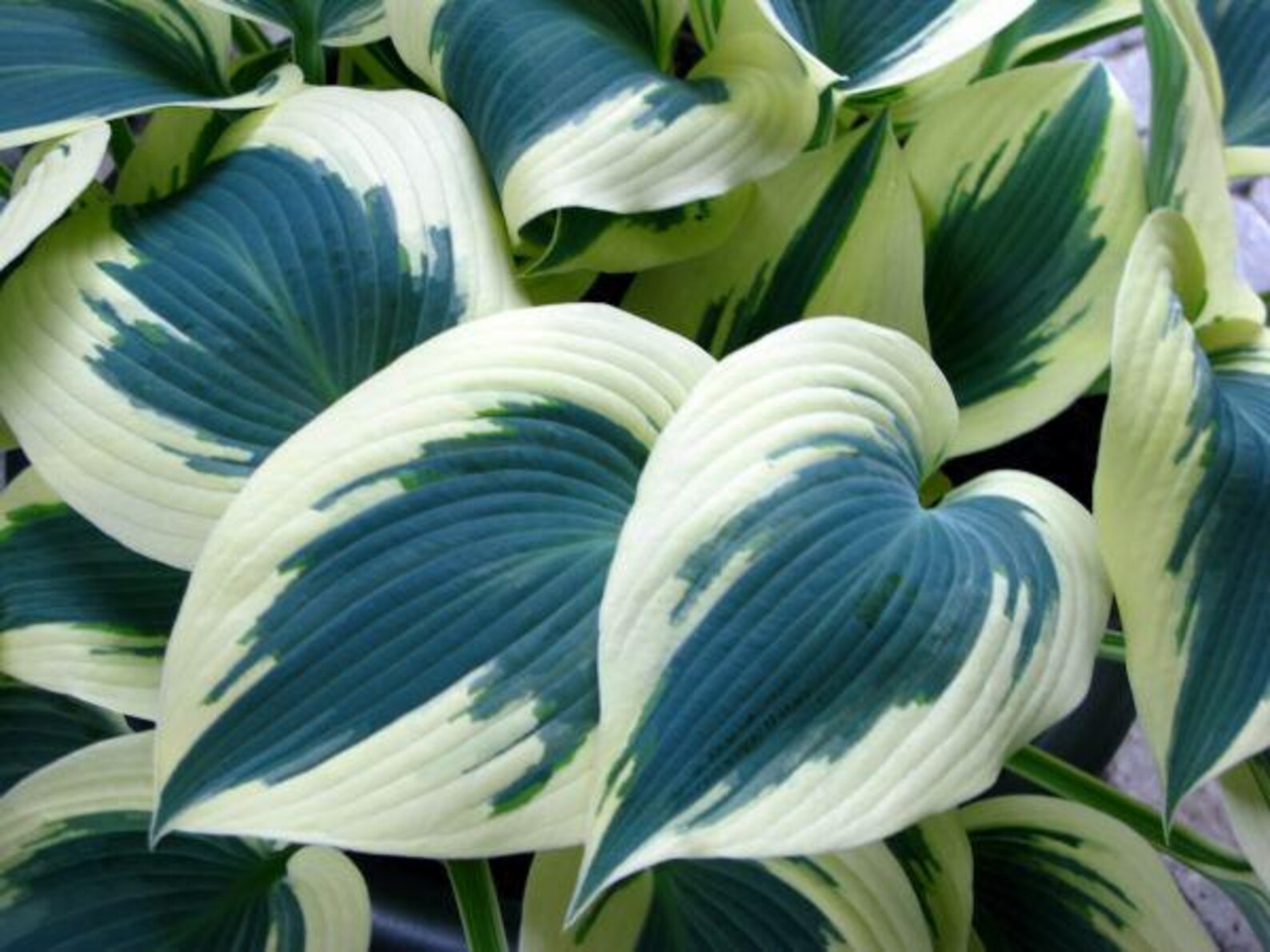 Hosta BLUE IVORY Medium White Blue Thick Blush Streaked Heart Shaped ...