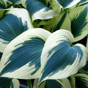 Hosta BLUE IVORY Medium White Blue Thick Blush Streaked Heart Shaped ...