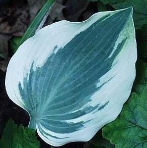 Hosta BLUE IVORY Medium White Blue Thick Blush Streaked Heart Shaped ...