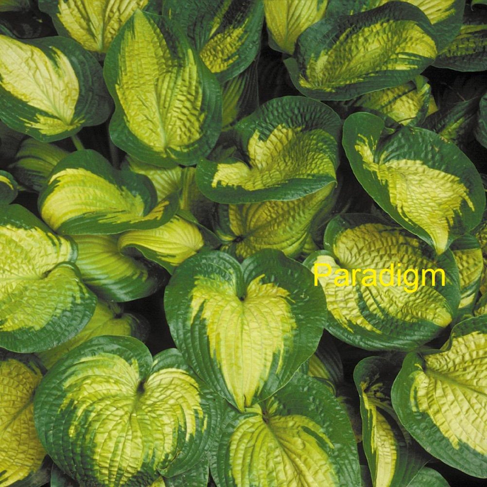 Hosta PARADIGM Large Thick Slug Resistant Beautiful Colorful Hosta of ...