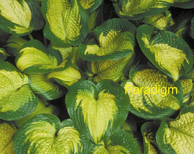 Hosta PARADIGM Large Thick Slug Resistant Beautiful Colorful Hosta of ...