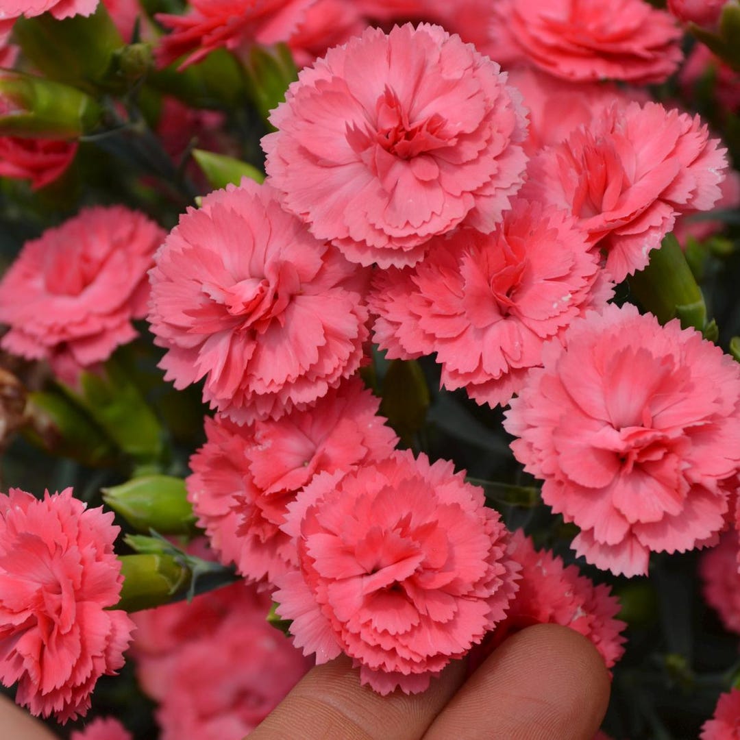 Sun Dianthus CLASSIC CORAL Pinks Border Carnation Proven Winners Hardy ...