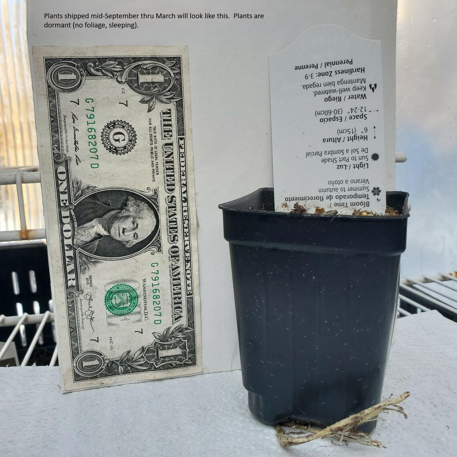 Hosta SUNNY HALCYON Small Yellow Gold Rare New Thick Slug Resistant ...