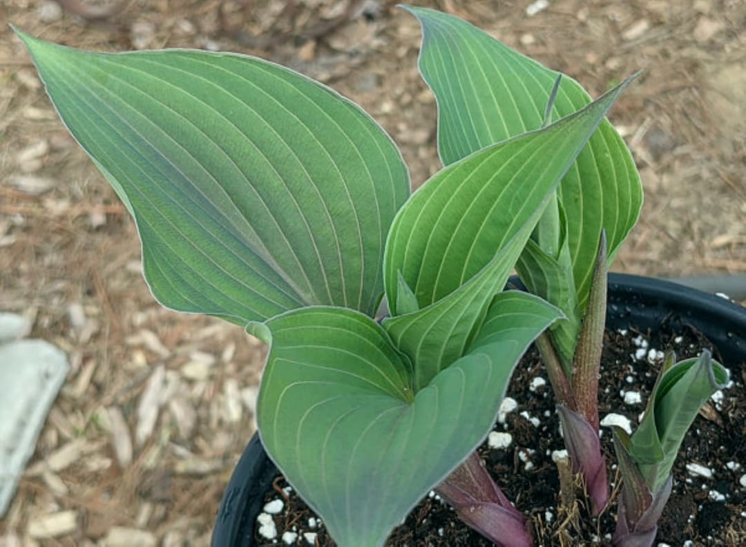 Hosta JANE'S BLUSH Small Blue Rare Purple Leaf Thick Unusual Red ...