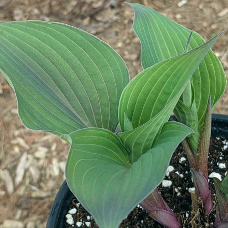 Purple Hosta Plant - Etsy