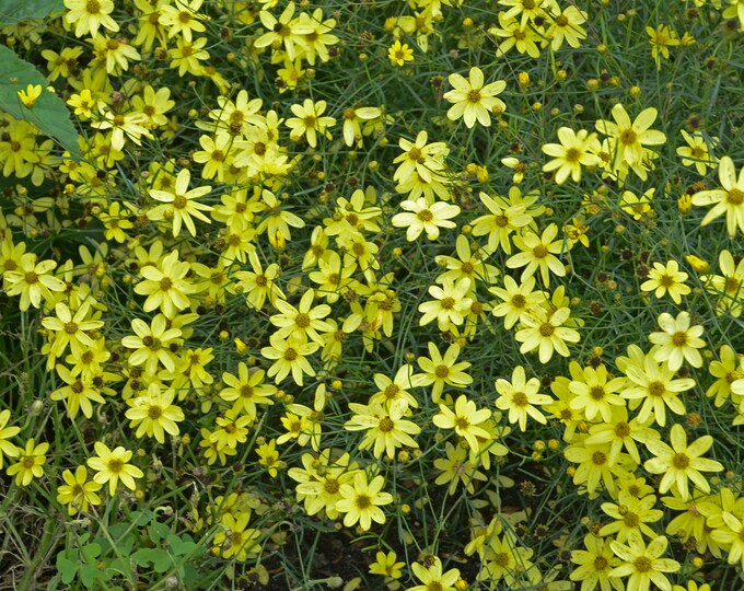 Sun Coreopsis MOONBEAM Verticillata Yellow Hardy Perennial = 1 Potted ...